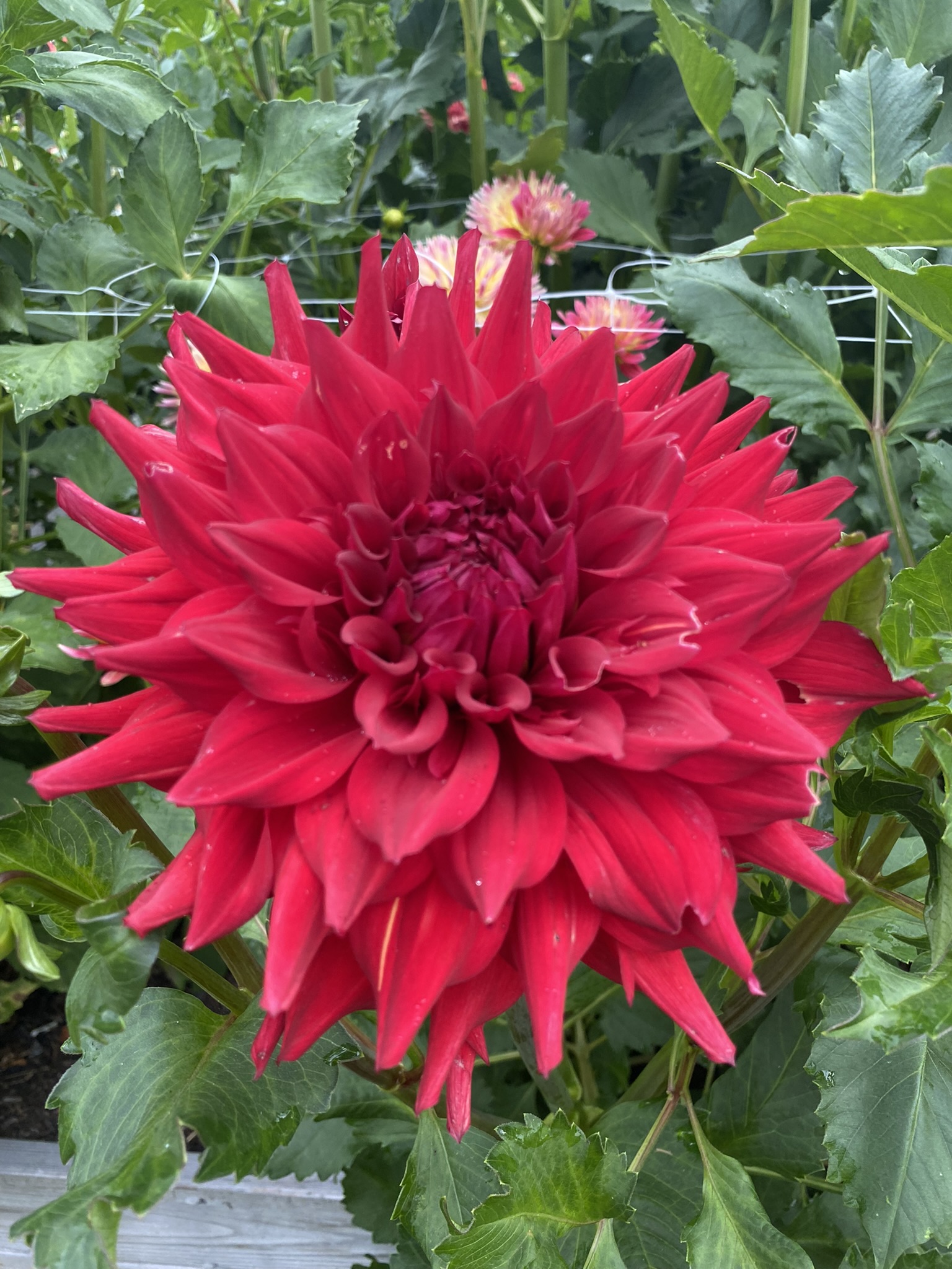 Kenora Wildfire - Soaring Heart Dahlias