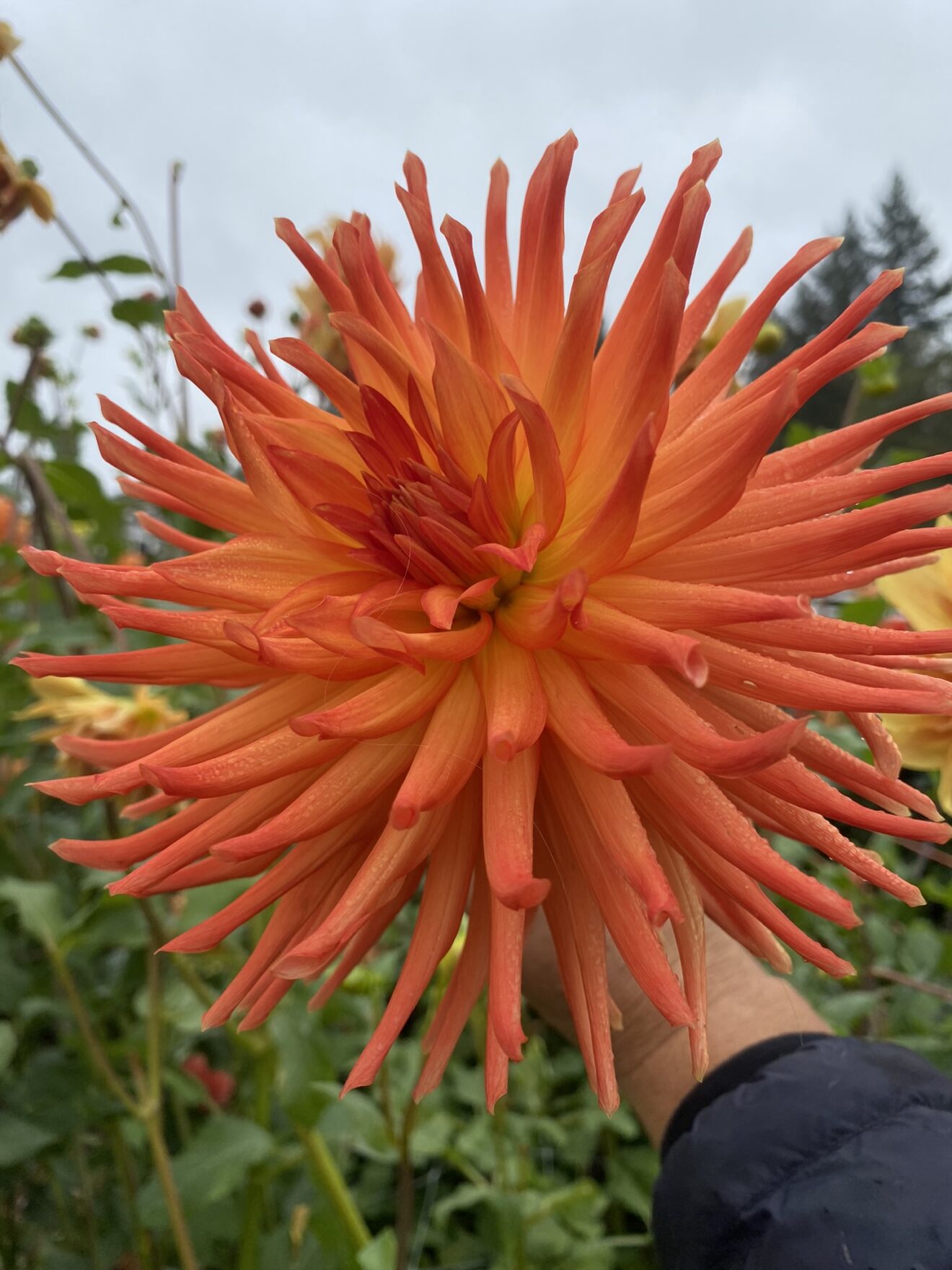 Maks Volcano - Soaring Heart Dahlias
