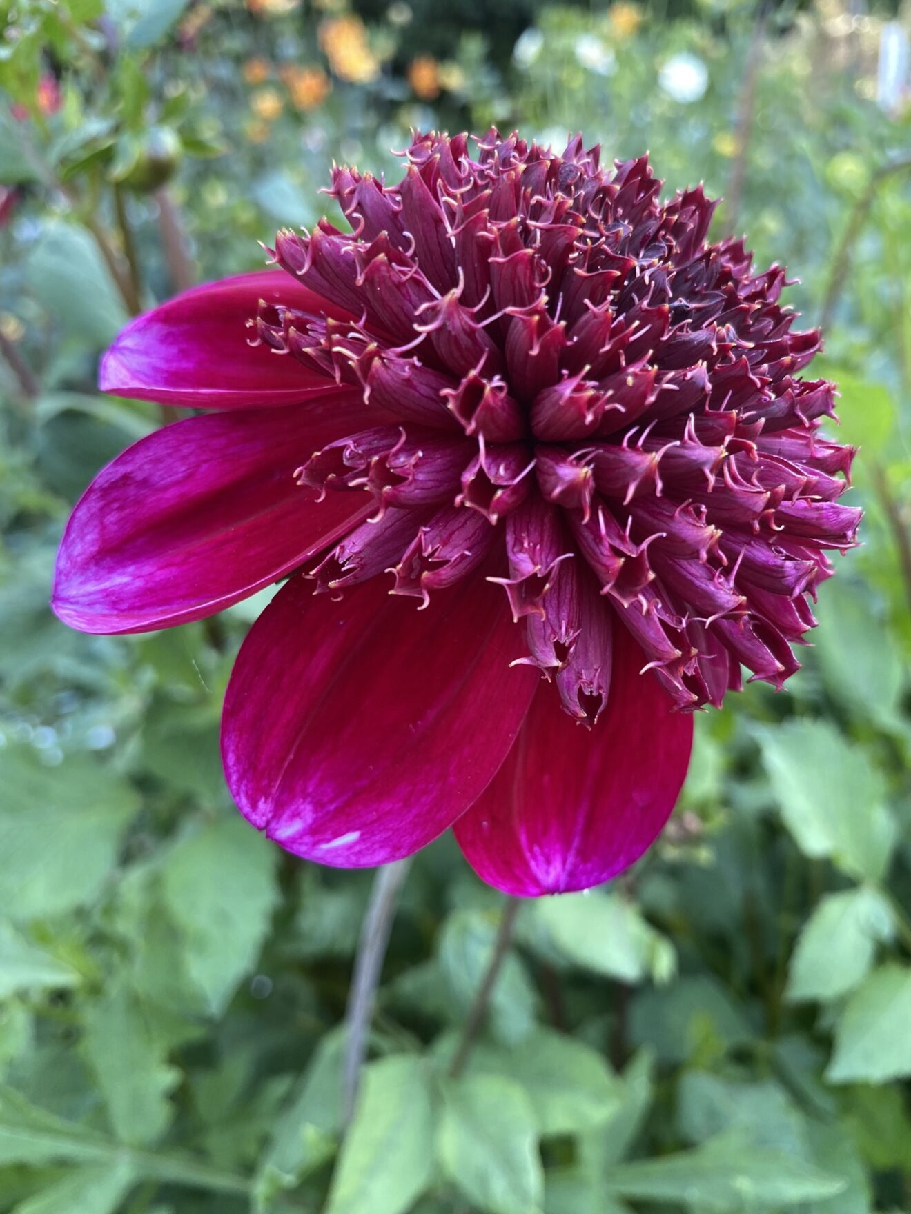 Rock Star - Soaring Heart Dahlias