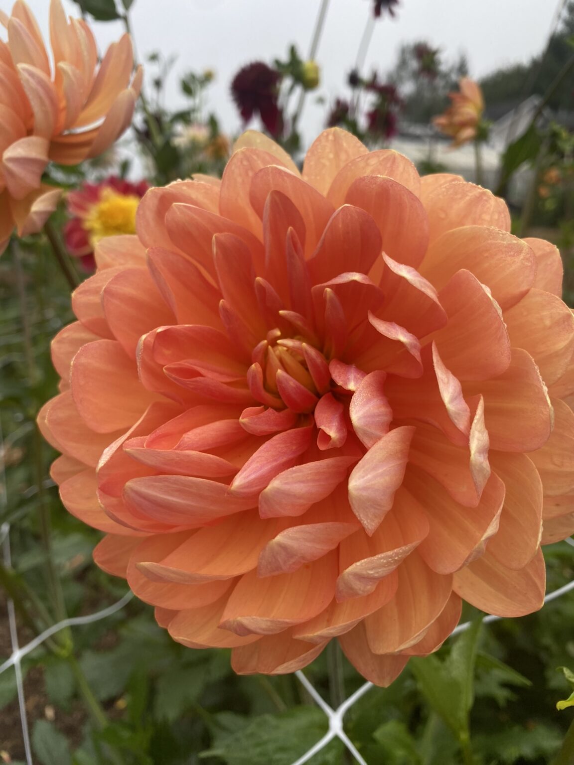 Sandia Susan - Limit One - Soaring Heart Dahlias