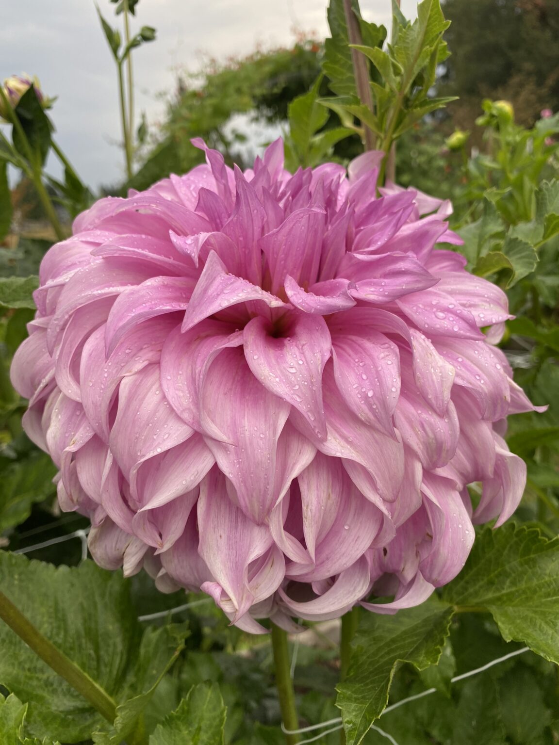 Vassio Meggos - Soaring Heart Dahlias