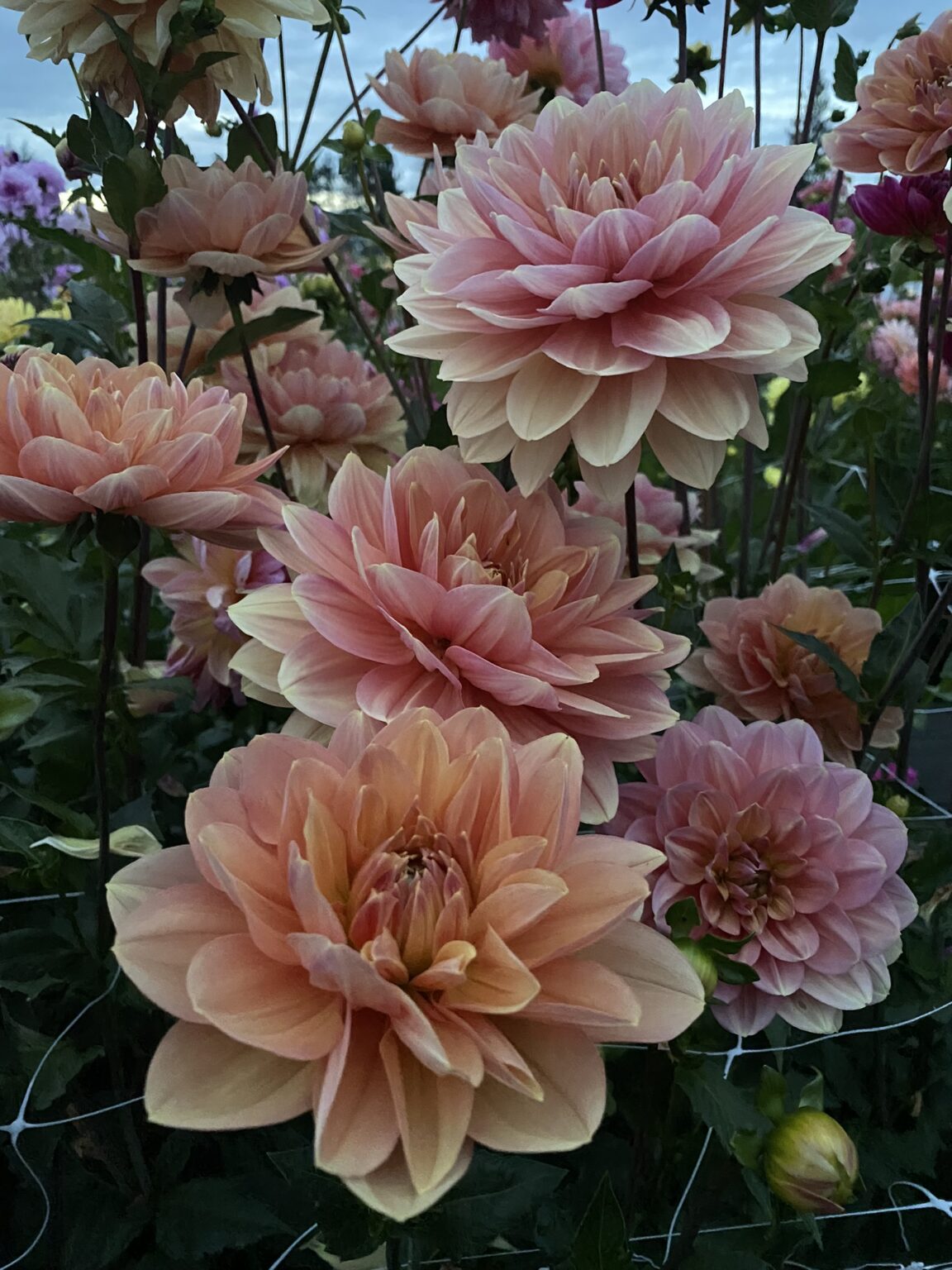 My Forever - Soaring Heart Dahlias