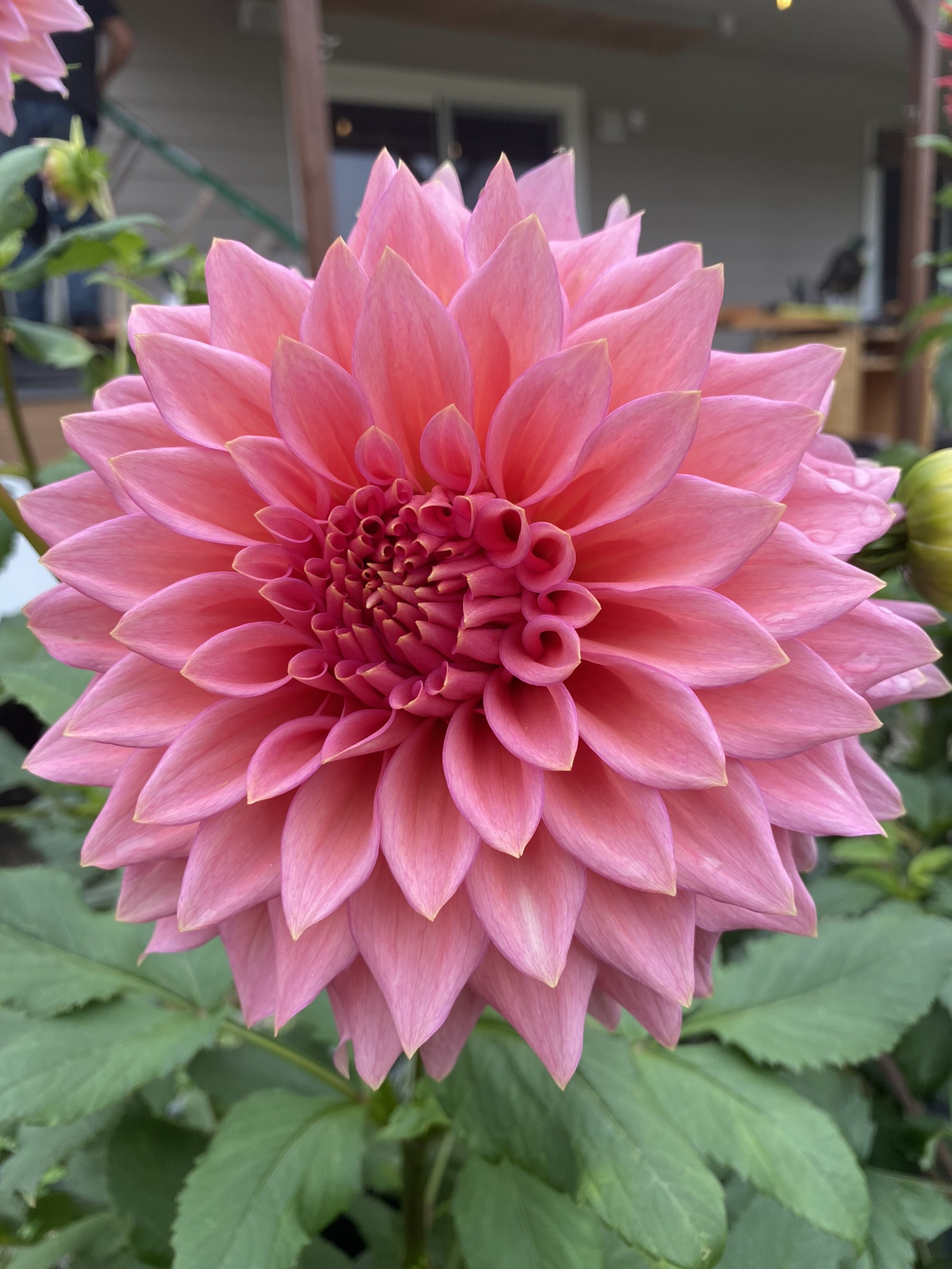Wyn's Pink Pearl - Soaring Heart Dahlias